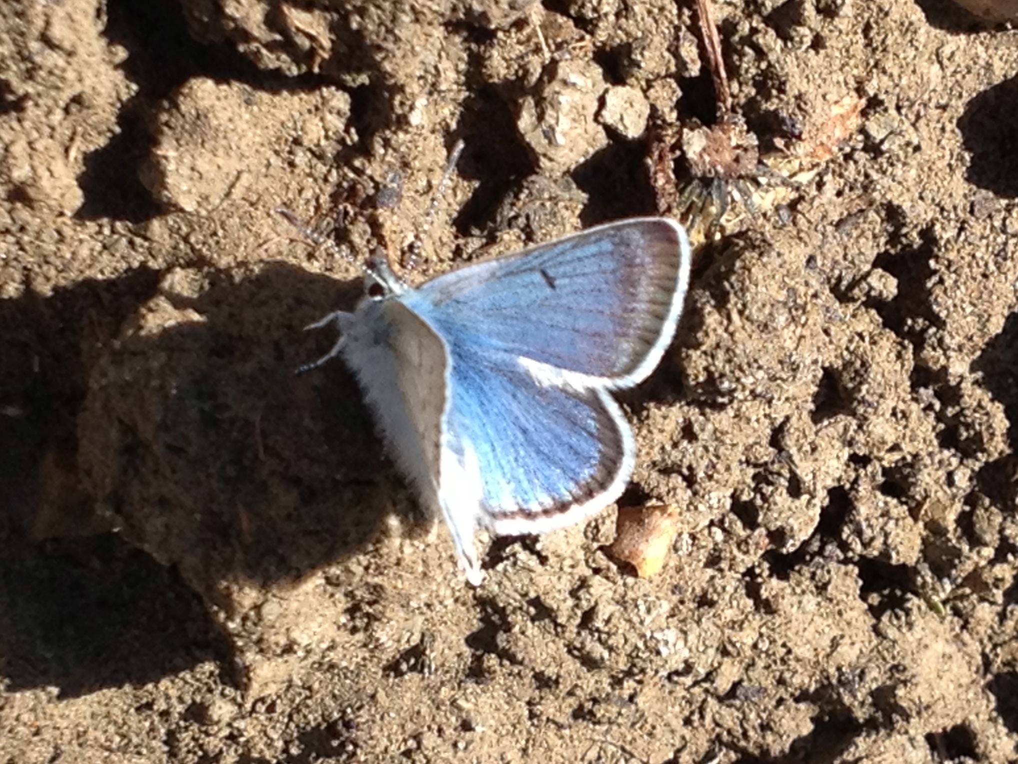 Photographs from Saskatchewan | Butterflies and Moths of North America