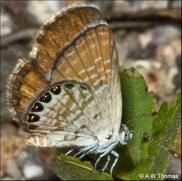 Western Pygmy-Blue Brephidium exilis (Boisduval, 1852) | Butterflies ...