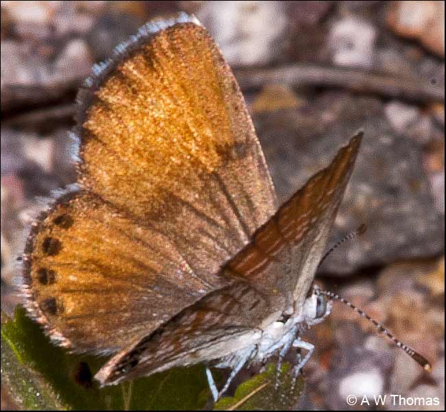 Western Pygmy-Blue Brephidium exilis (Boisduval, 1852) | Butterflies ...
