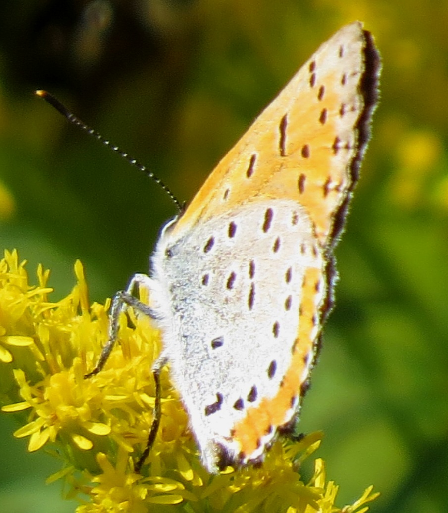 Butterfly, Moth, and Caterpillar Photographs from Wood County ...