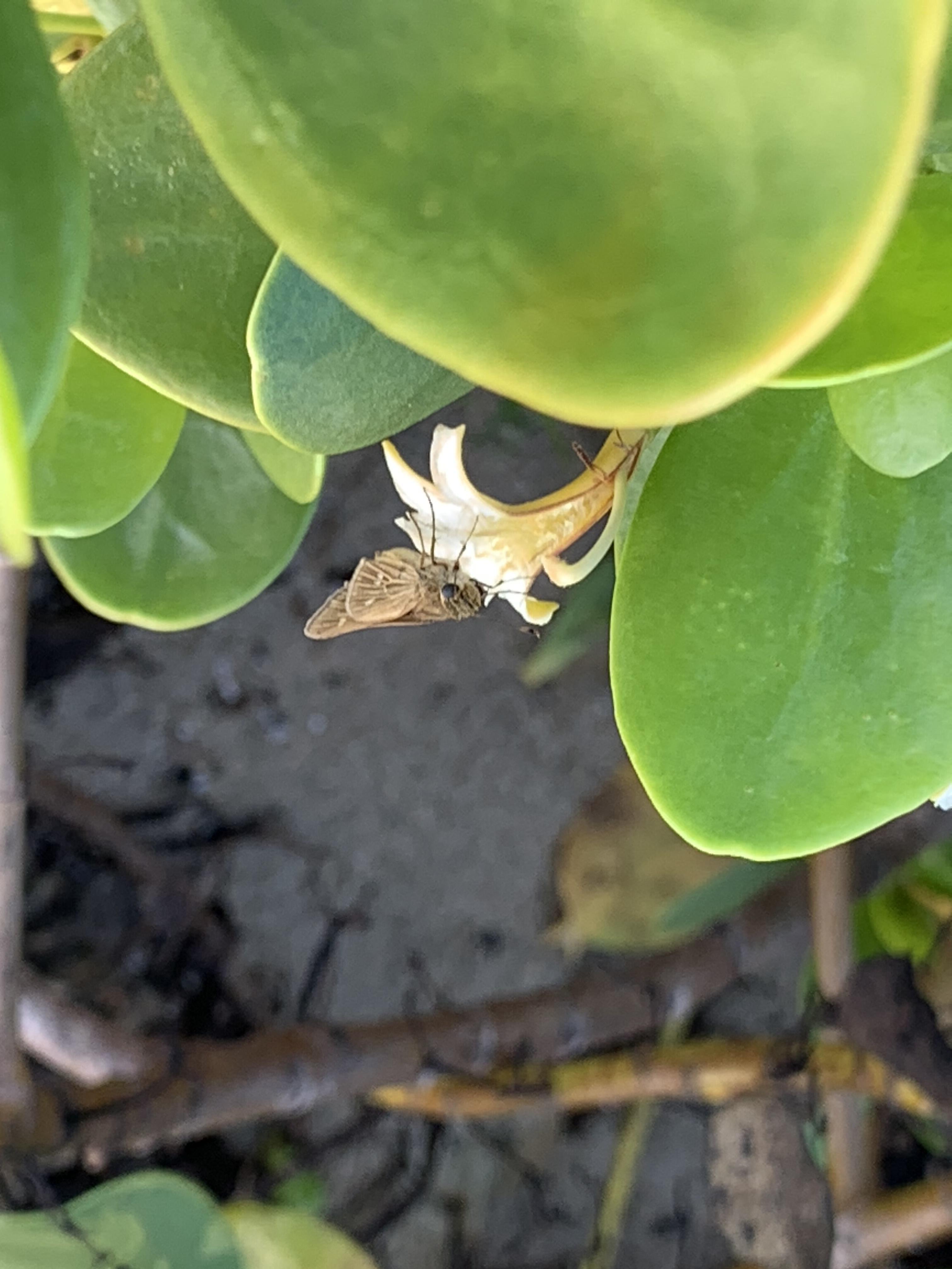 Butterfly, Moth, and Caterpillar Photographs from Puerto Rico ...