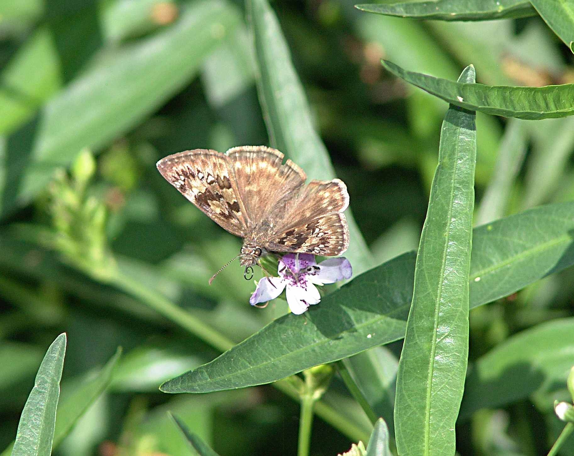 Photographs from Arkansas | Butterflies and Moths of North America