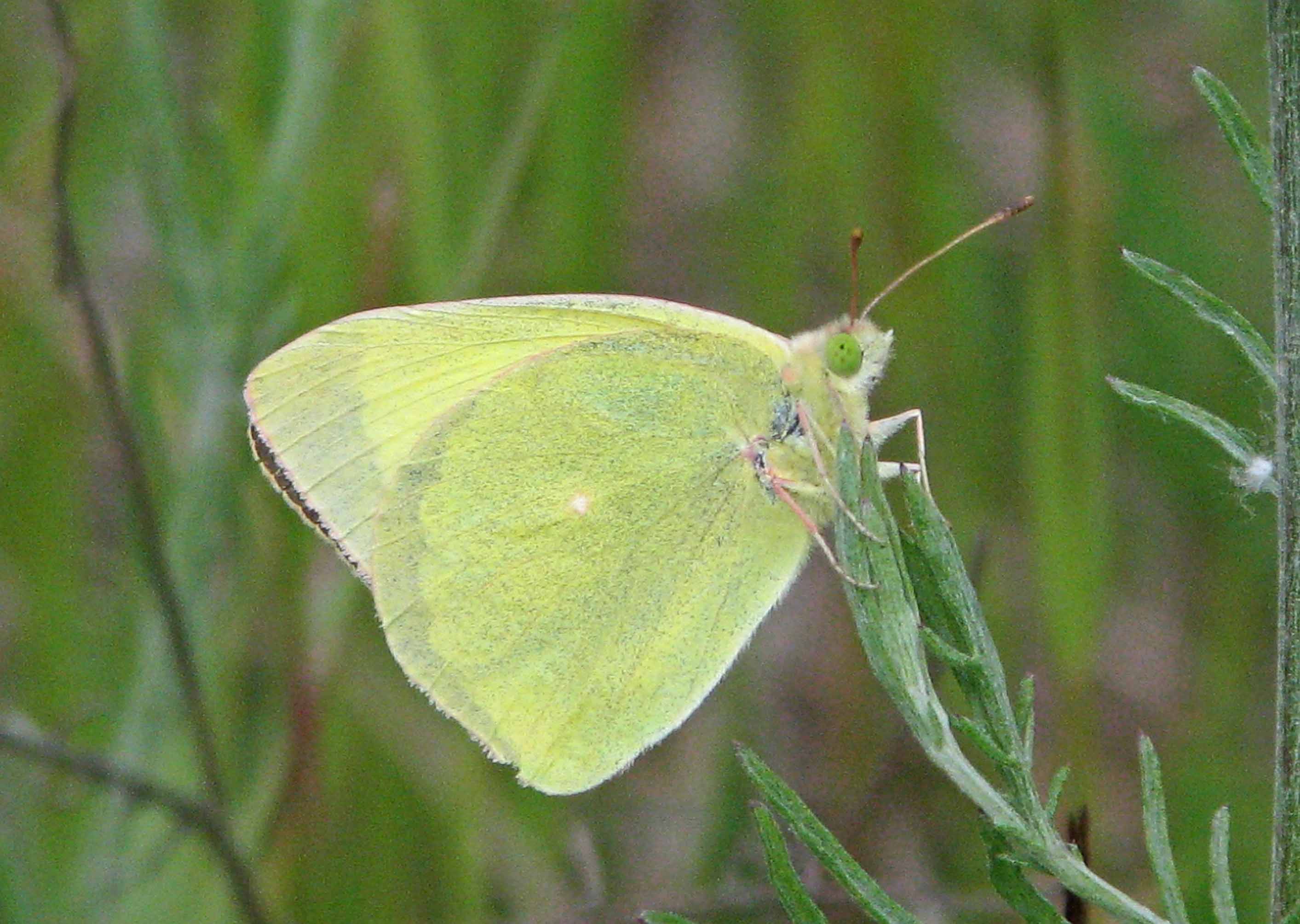 Butterfly, Moth, and Caterpillar Photographs from Pend Oreille County ...