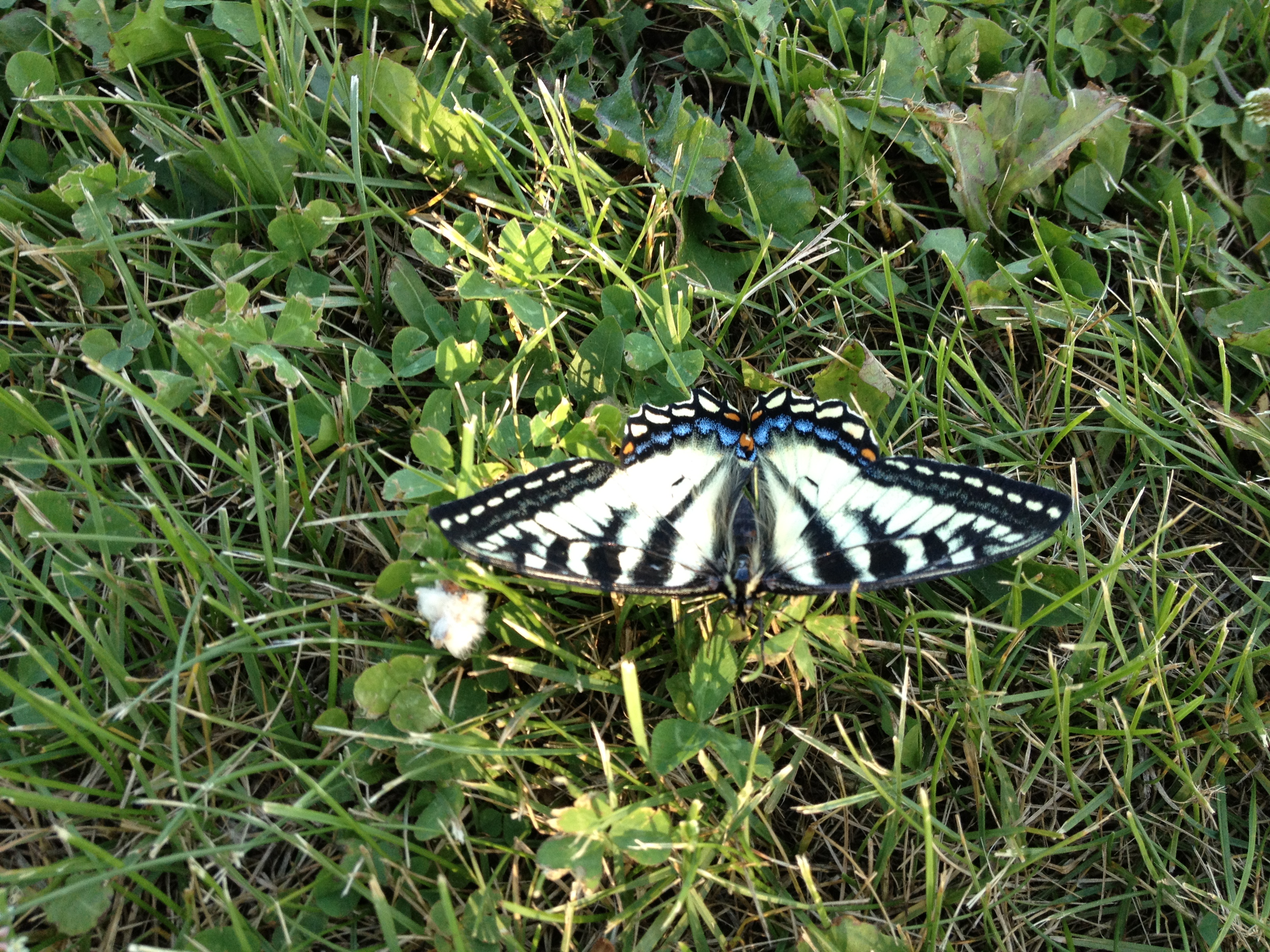 Butterfly, Moth, and Caterpillar Photographs from Alberta | Butterflies ...