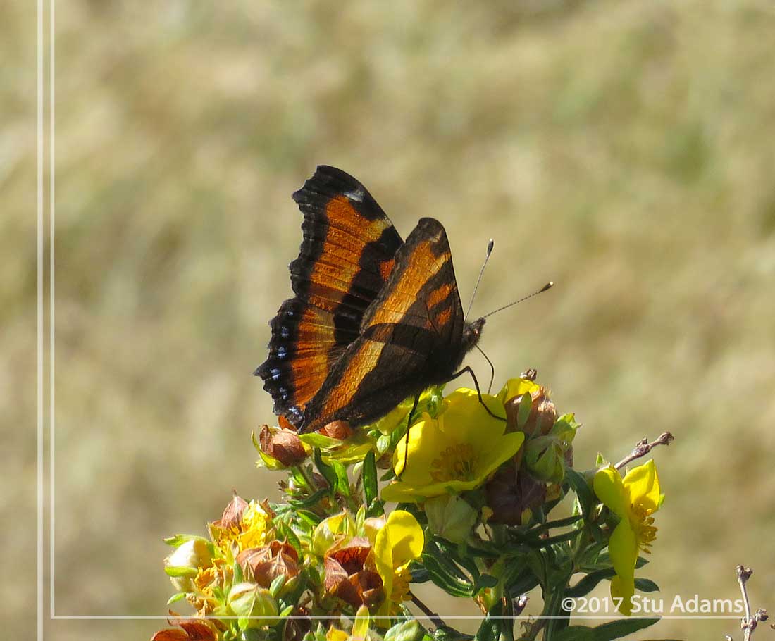 Alberta | Butterflies and Moths of North America