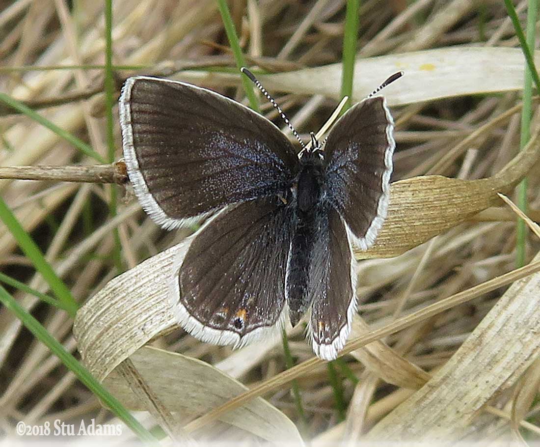 Photographs from Alberta | Butterflies and Moths of North America