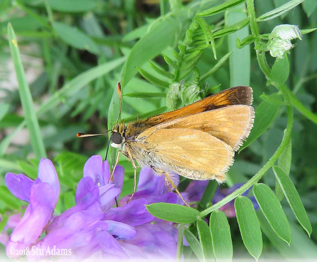 Alberta | Butterflies and Moths of North America