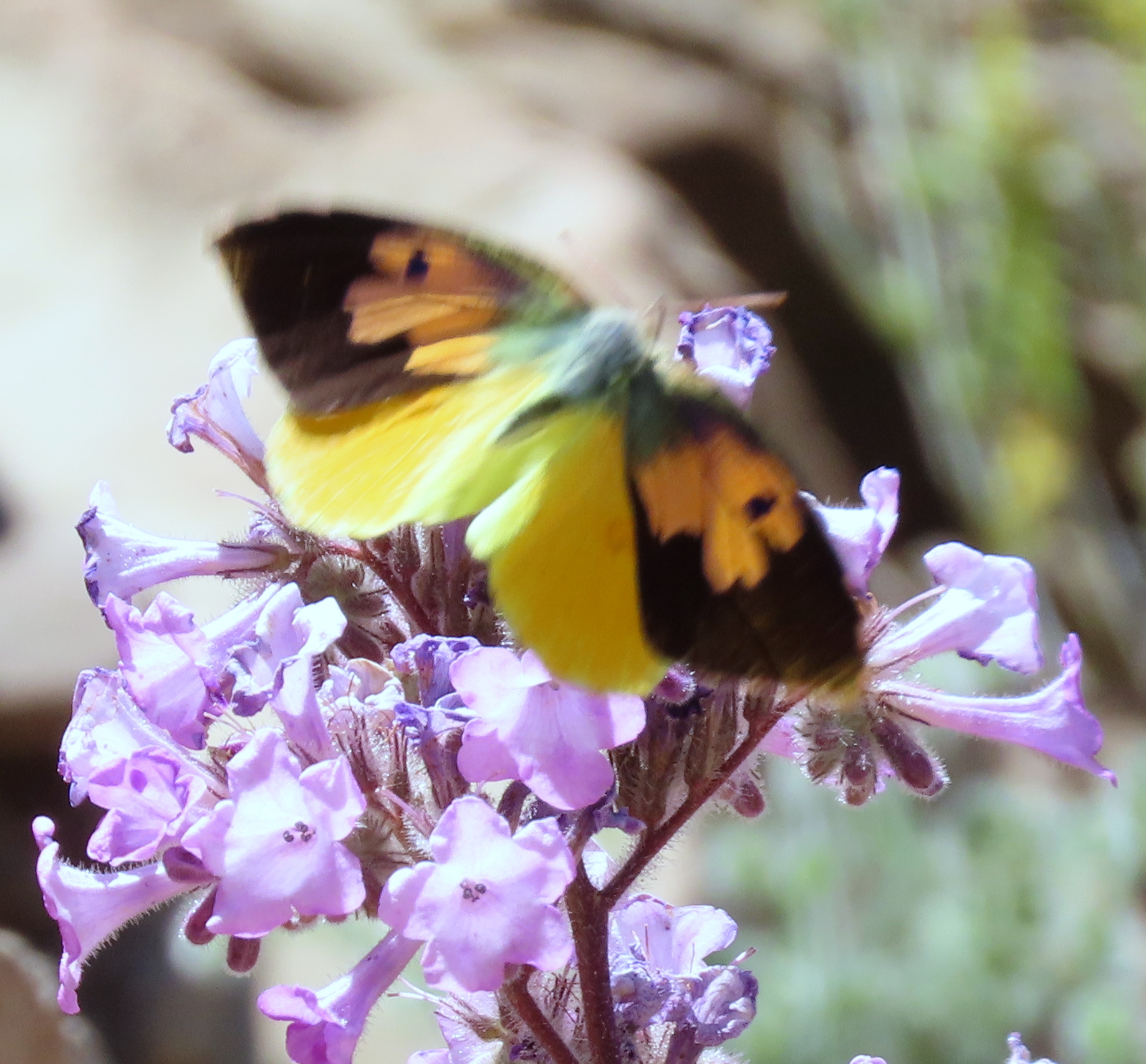 Sighting 1218787 | Butterflies and Moths of North America