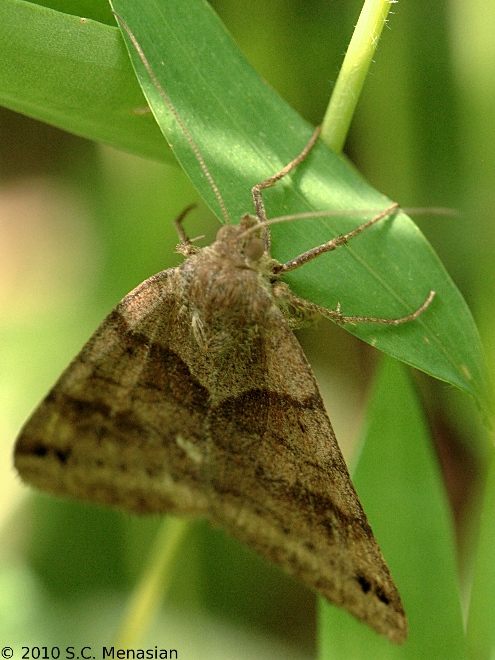 Forage Looper Moth Caenurgina erechtea (Cramer, 1780) | Butterflies and ...