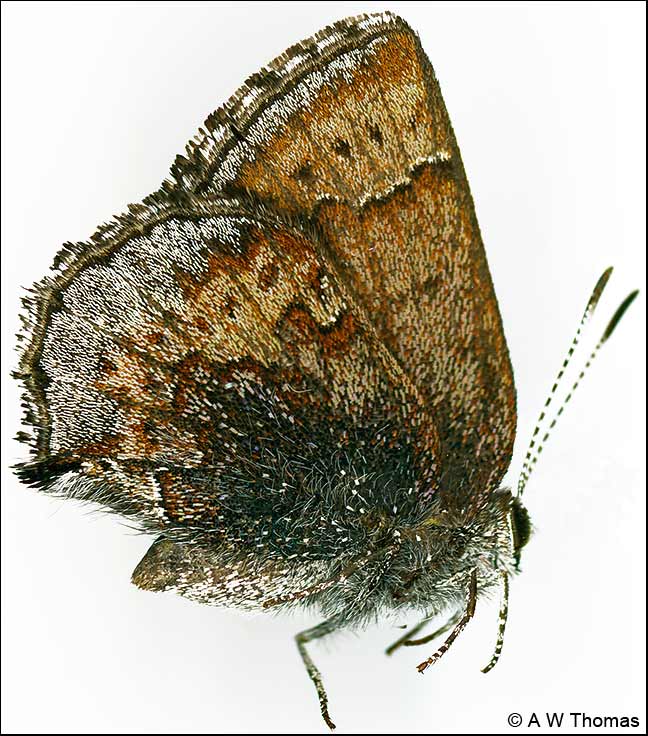 Butterfly, Moth, and Caterpillar Photographs from New Brunswick ...