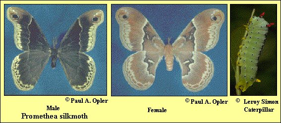 Promethea silkmoth Callosamia promethea (Drury, 1773) | Butterflies and ...