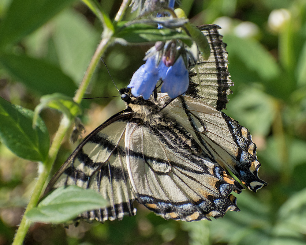Butterfly, Moth, and Caterpillar Photographs from Alberta | Butterflies ...
