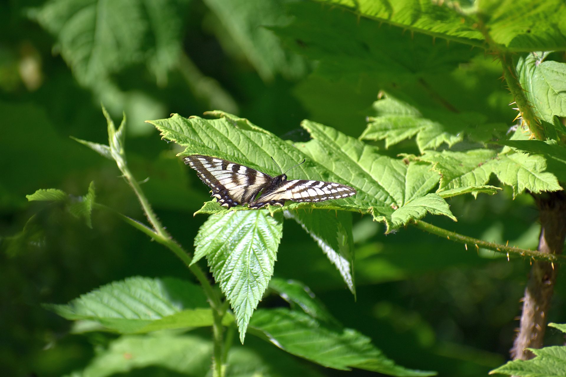 Butterfly, Moth, and Caterpillar Photographs from Alaska | Butterflies ...