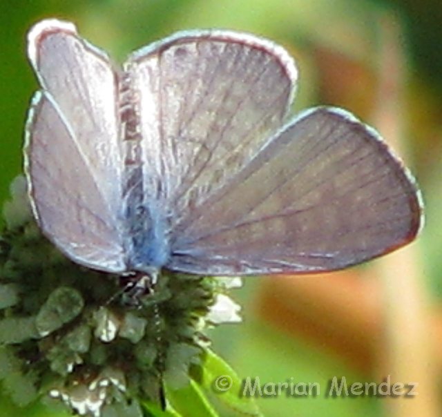 Cassius Blue Leptotes cassius (Cramer, 1775) | Butterflies and Moths of ...