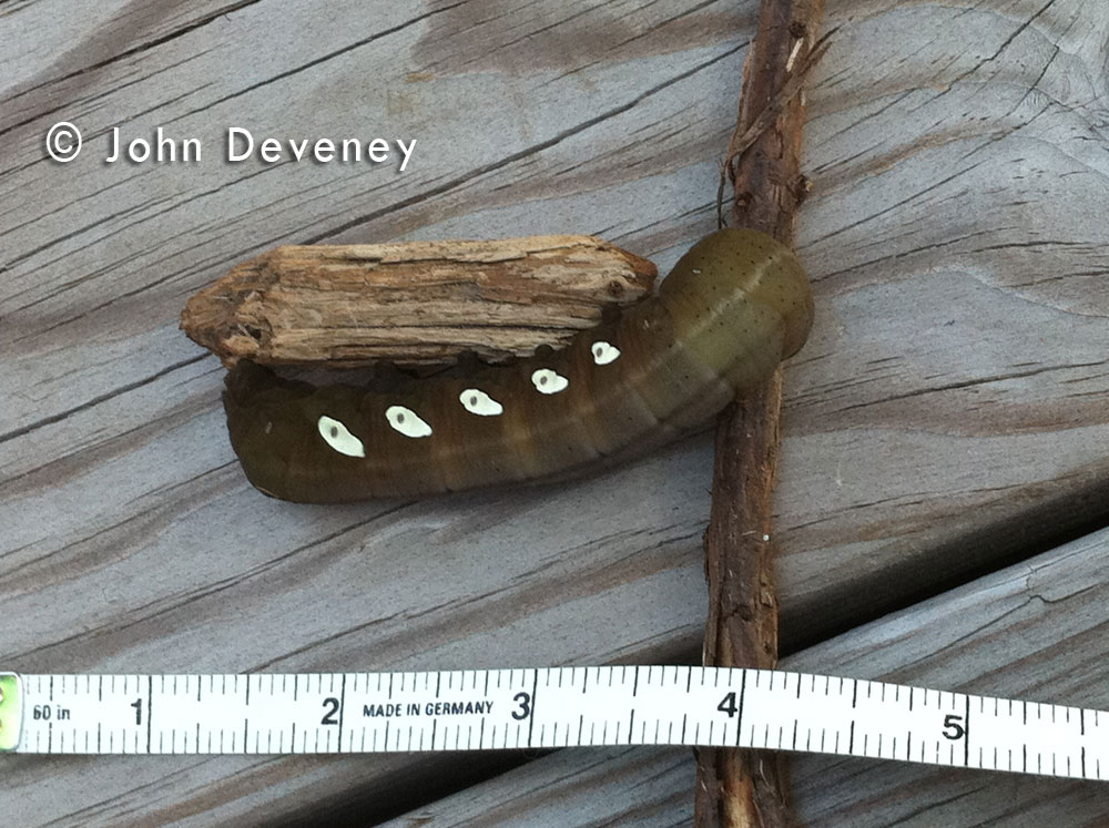 Family Sphingidae (Sphinx Moths, Hawkmoths) | Butterflies and Moths of ...