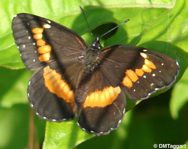 Bordered Patch Chlosyne lacinia (Geyer, 1837) | Butterflies and Moths ...
