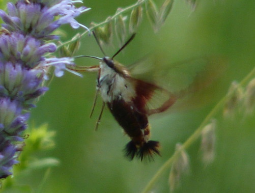 Butterfly, Moth, and Caterpillar Photographs from Scott County ...