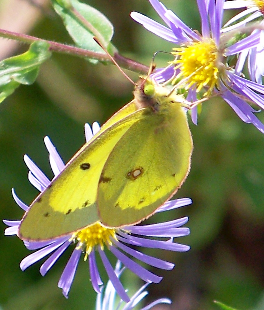 Butterfly, Moth, and Caterpillar Photographs from Clark County ...