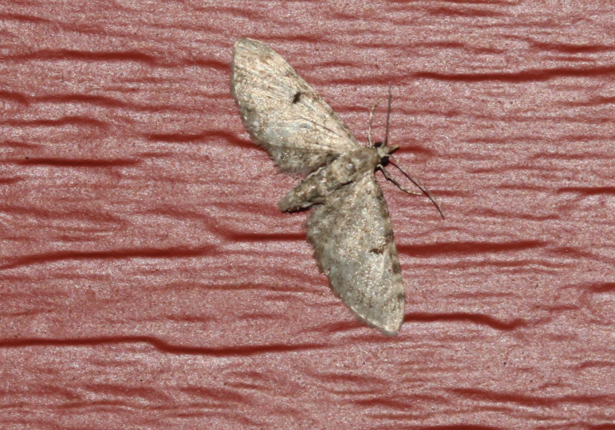 Ohio | Butterflies and Moths of North America