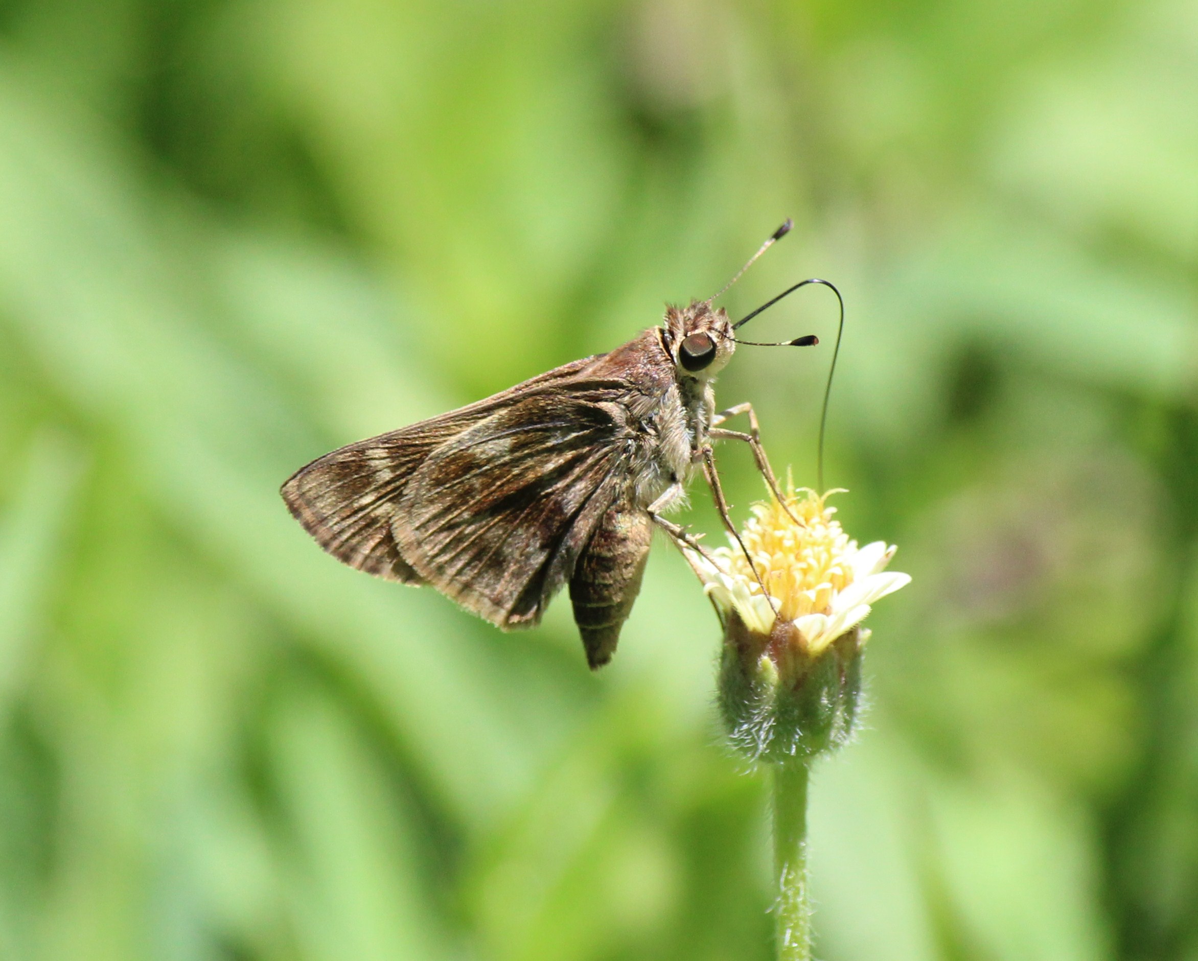Butterfly, Moth, and Caterpillar Photographs from Chiapas | Butterflies ...