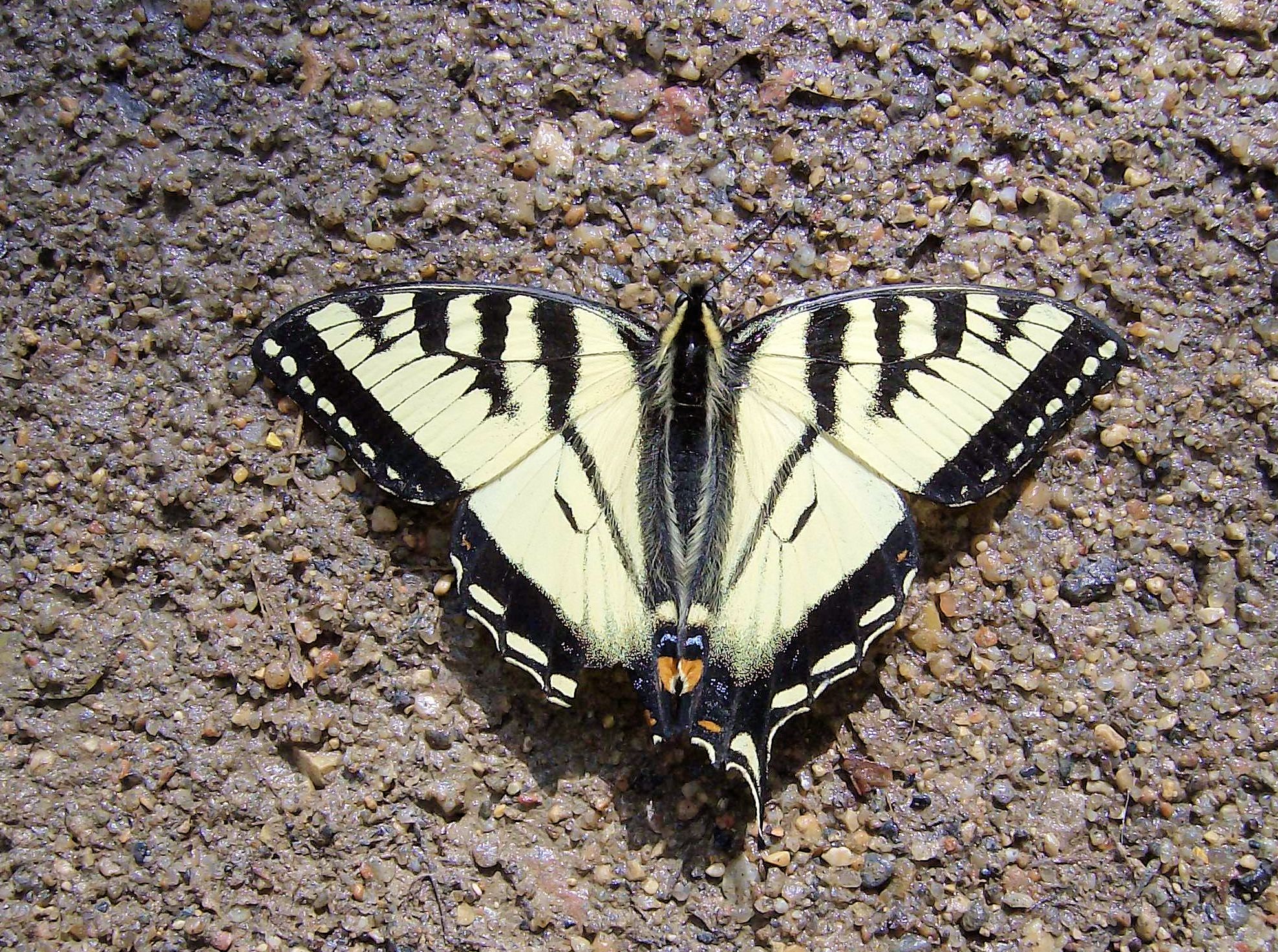 Butterfly, Moth, and Caterpillar Photographs from Saskatchewan ...