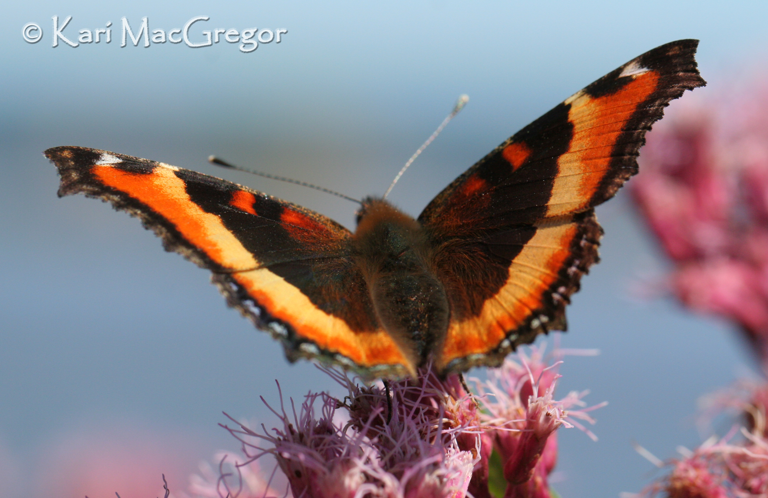 Milbert's Tortoiseshell Aglais milberti (Godart, 1819) | Butterflies ...