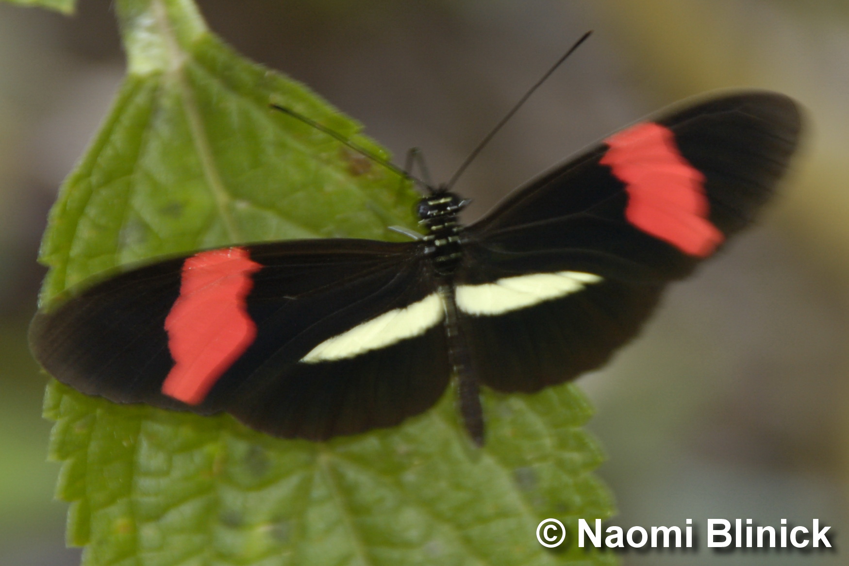 Erato Heliconian Heliconius erato (Linnaeus, 1758) | Butterflies and ...