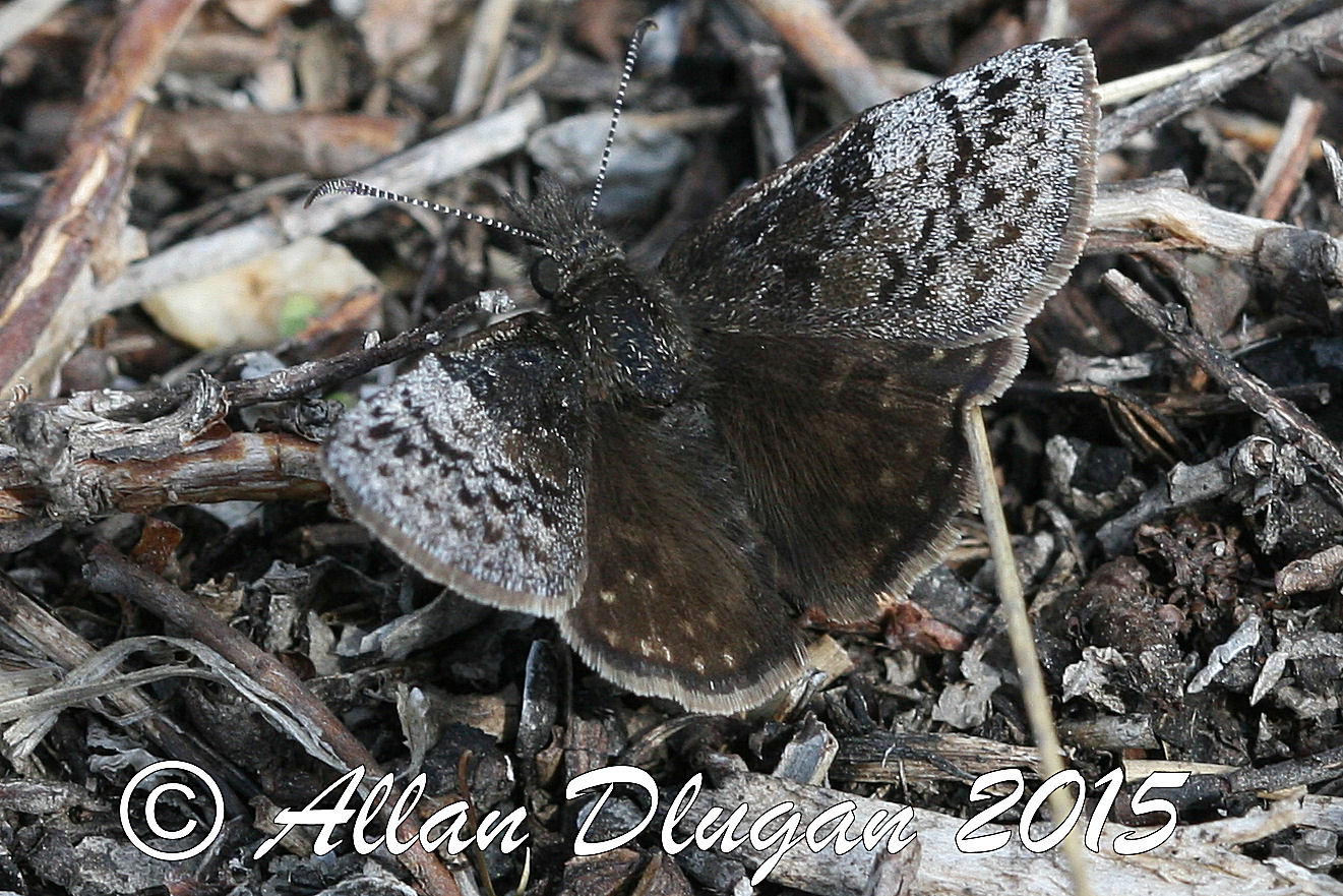 Butterfly, Moth, and Caterpillar Photographs from Saskatchewan ...