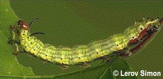 Rosy maple moth Dryocampa rubicunda (Fabricius, 1793) | Butterflies and ...