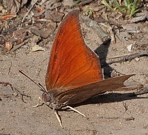Goatweed Leafwing Anaea andria Scudder, 1875 | Butterflies and Moths of ...