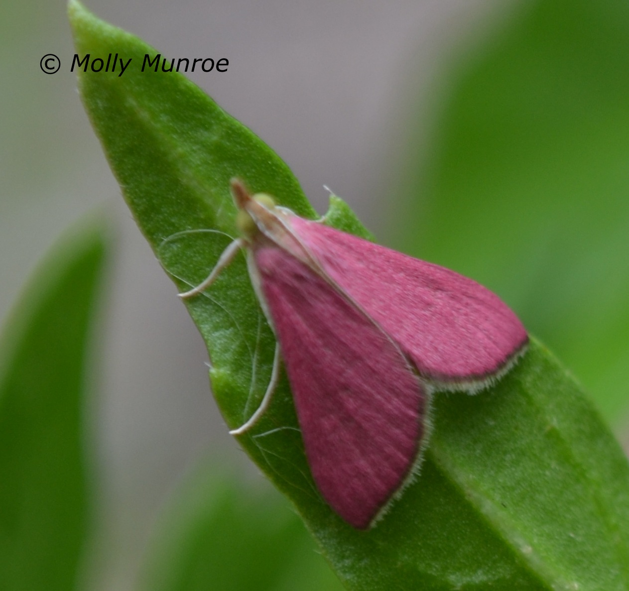 Southern Pink Moth Pyrausta inornatalis (Fernald, 1885) | Butterflies ...