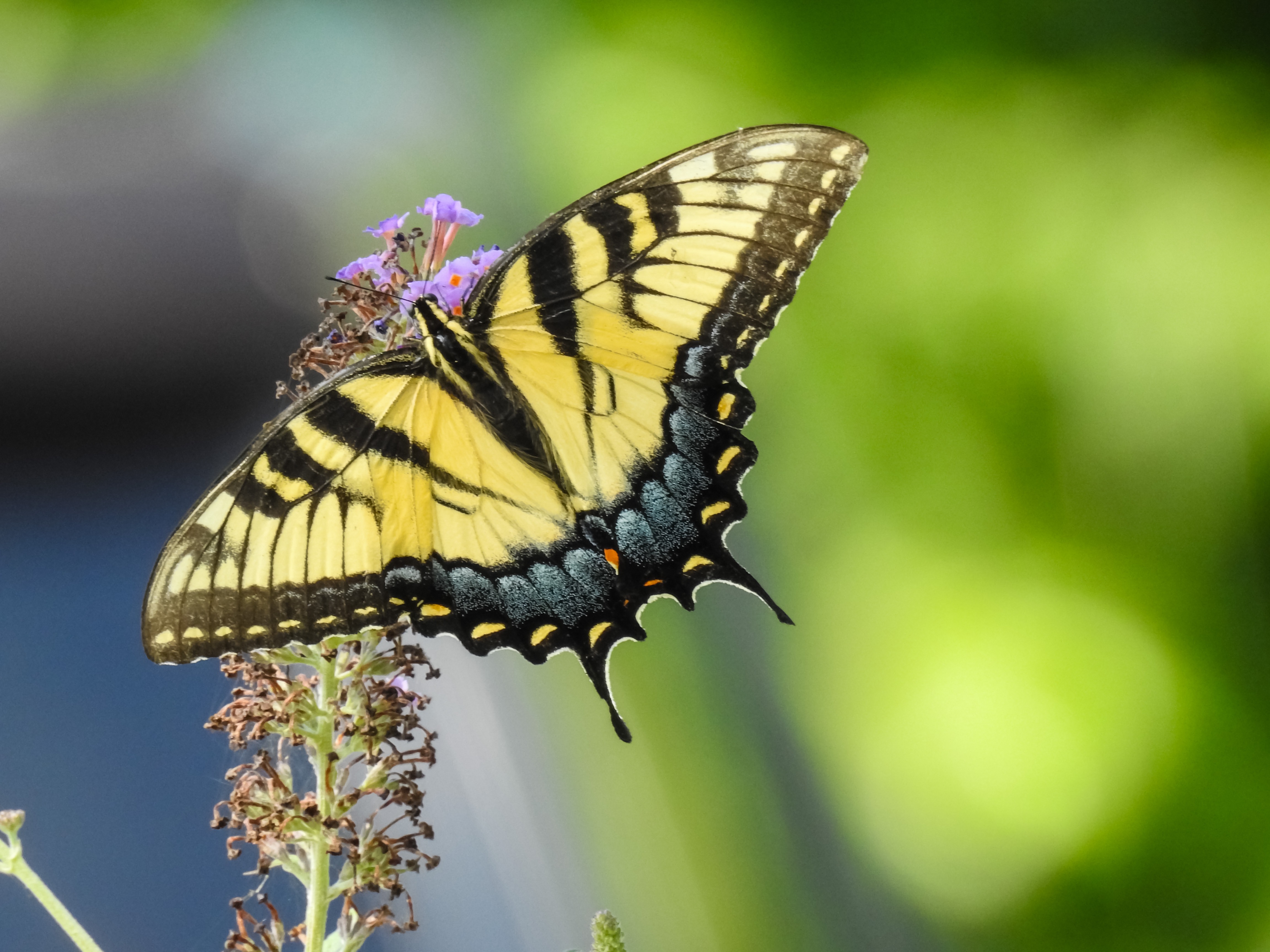 Arkansas | Butterflies and Moths of North America