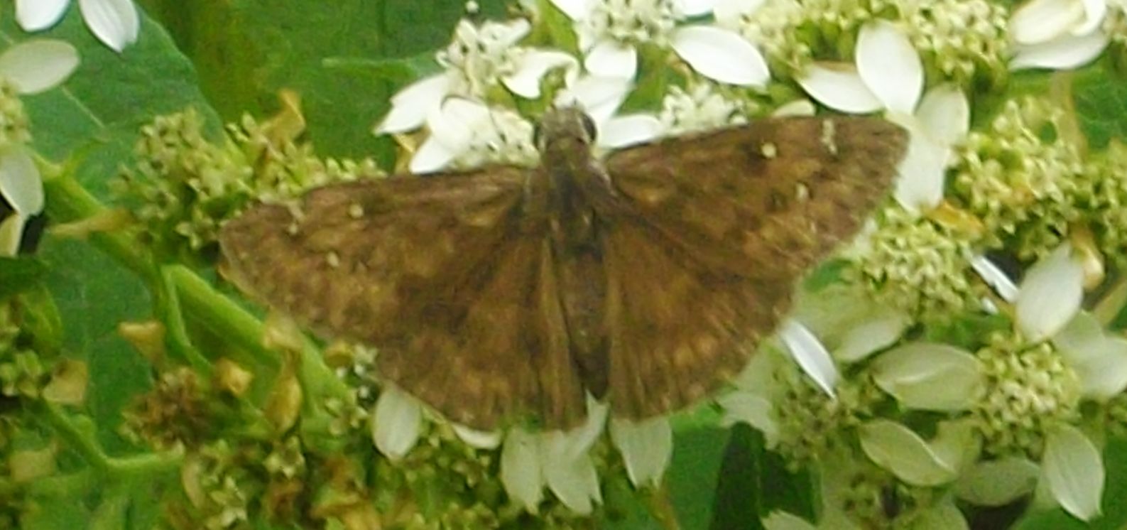 Photographs from Arkansas | Butterflies and Moths of North America