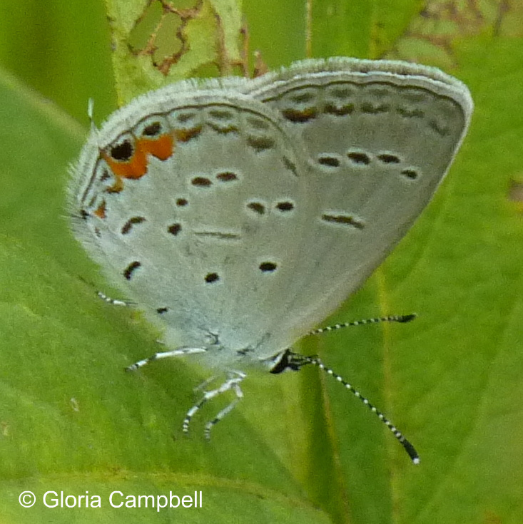 Eastern Tailed-Blue Cupido comyntas (Godart, [1824]) | Butterflies and ...