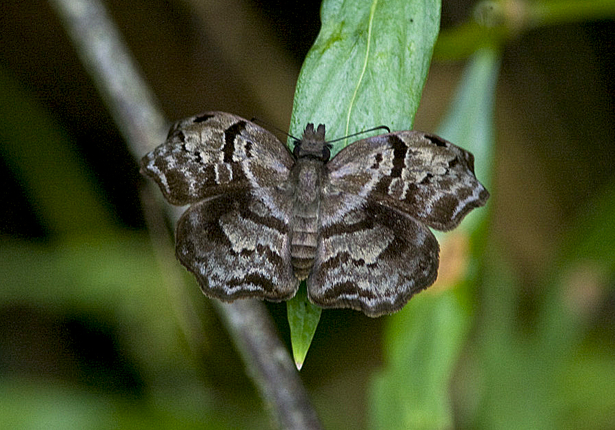 Butterfly, Moth, and Caterpillar Photographs from Chiapas | Butterflies ...
