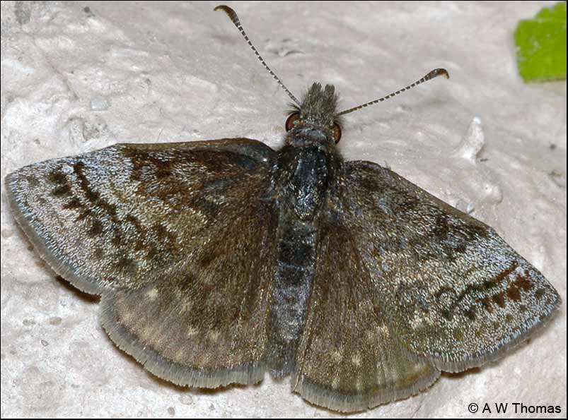 Butterfly, Moth, and Caterpillar Photographs from New Brunswick ...