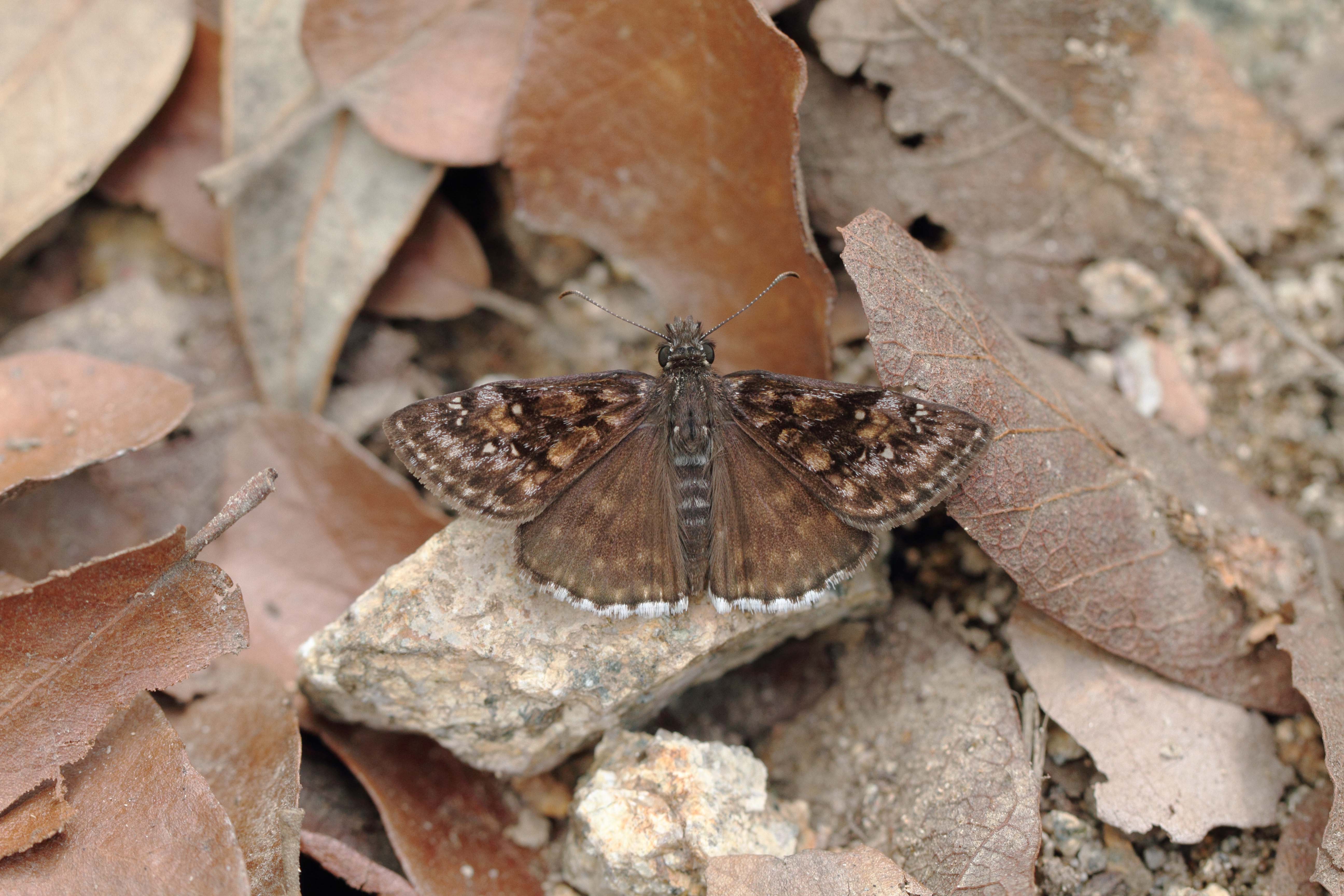 Sighting 692360 | Butterflies and Moths of North America