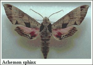 Achemon sphinx Eumorpha achemon (Drury, 1773) | Butterflies and Moths ...