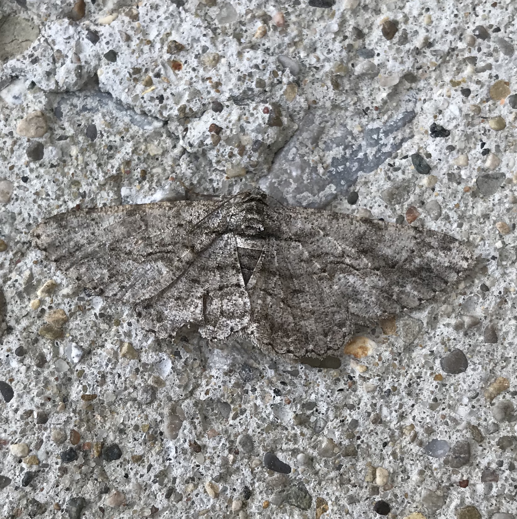 Sighting 1273742 | Butterflies and Moths of North America