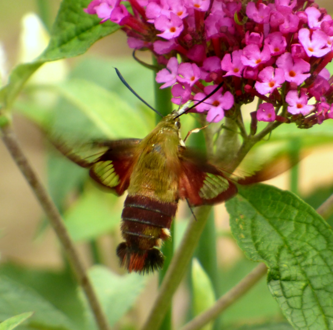 Butterfly, Moth, and Caterpillar Photographs from Ohio County ...