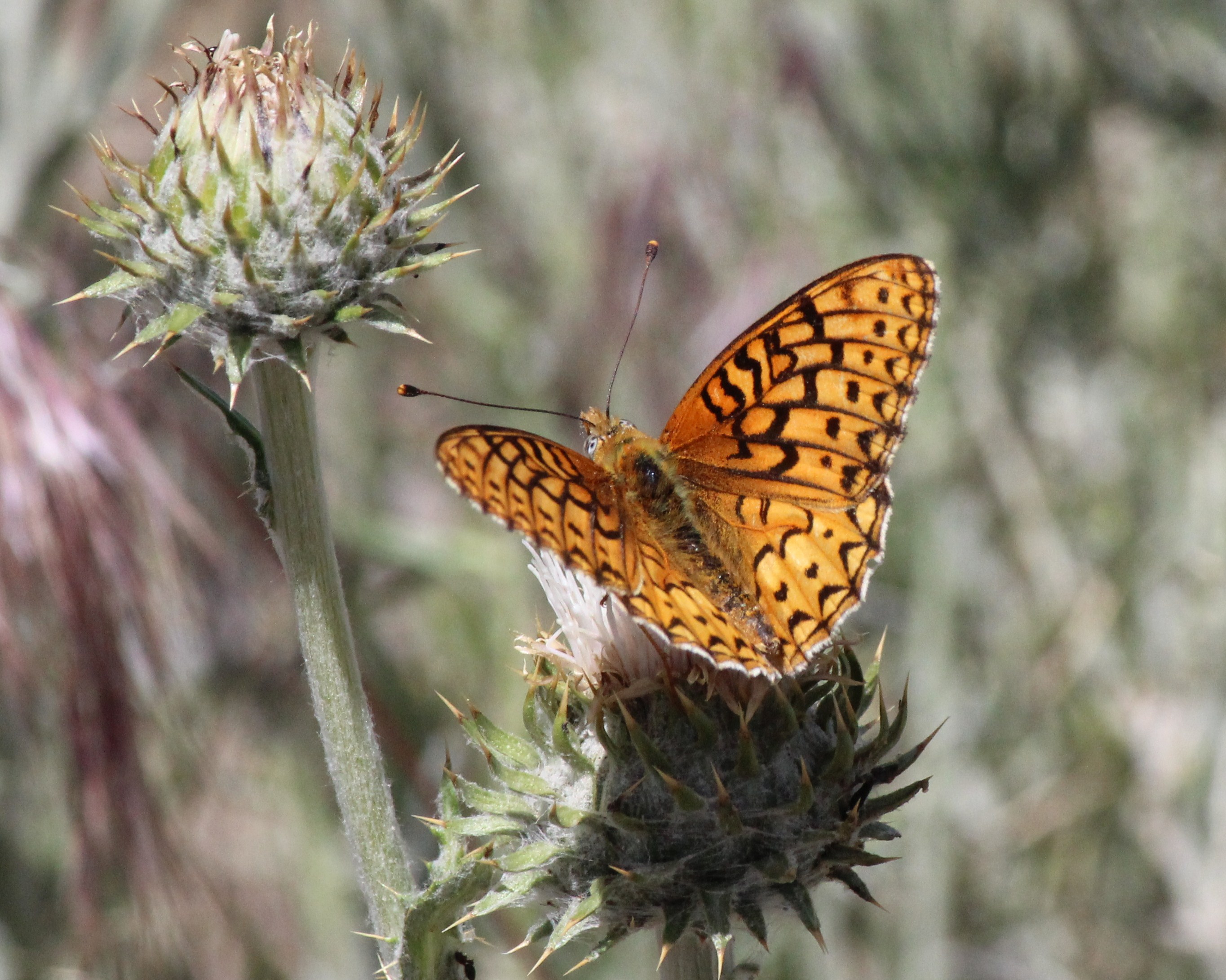 Sighting 1090054 | Butterflies and Moths of North America