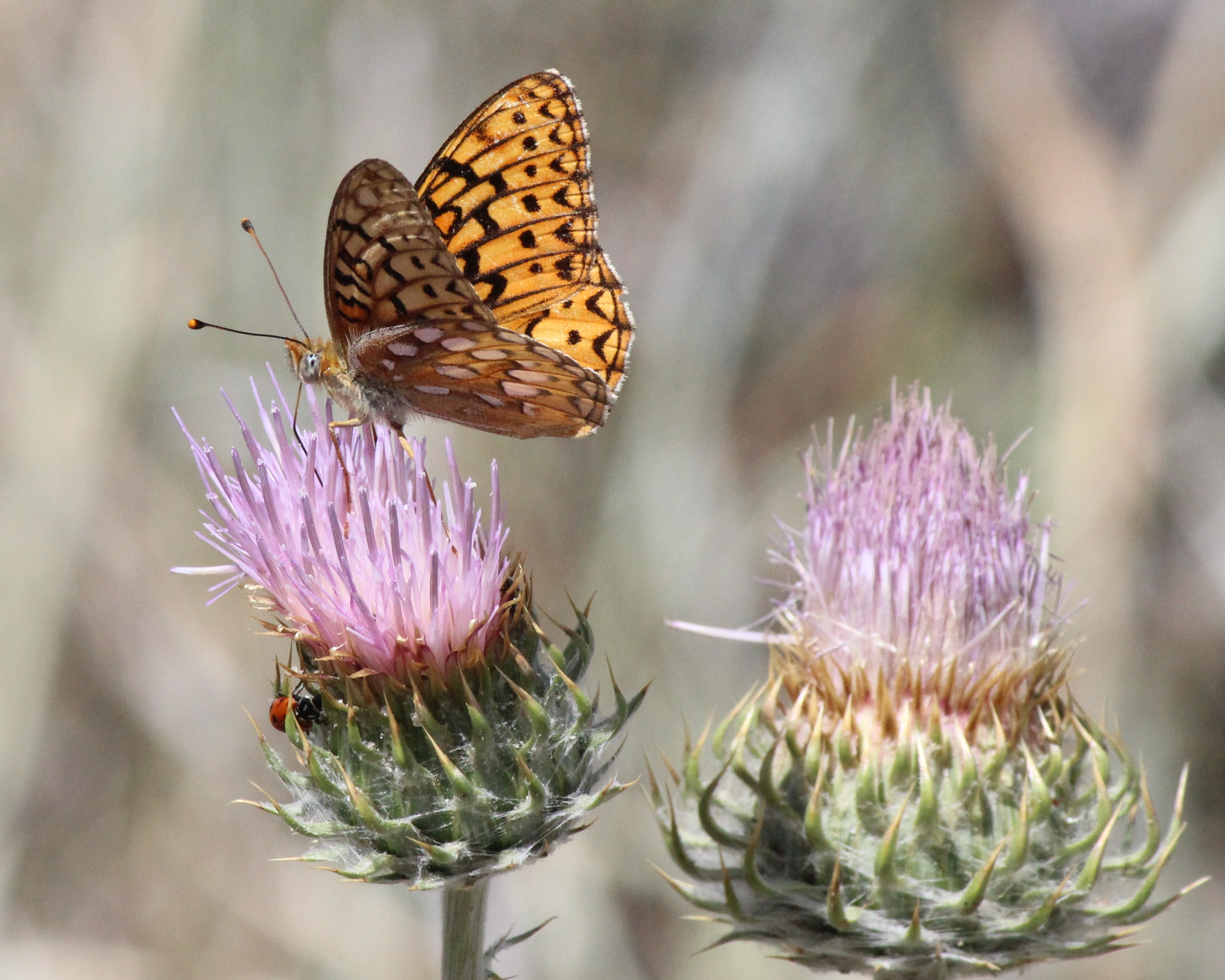 Sighting 1090054 | Butterflies and Moths of North America