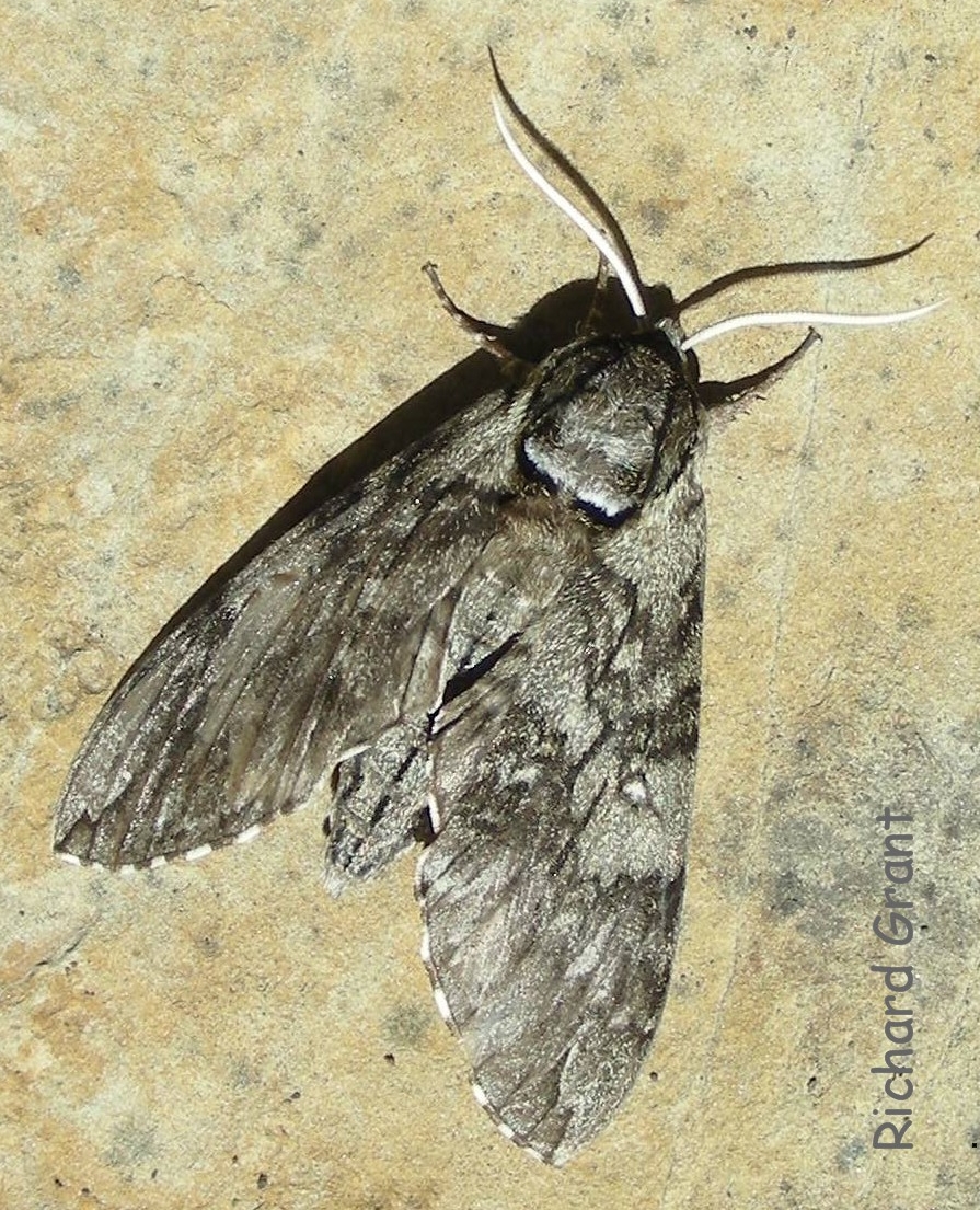 Waved sphinx Ceratomia undulosa (Walker, 1856) | Butterflies and Moths ...