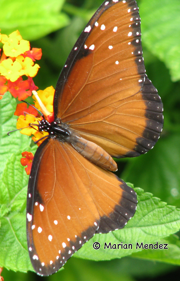 Queen Butterfly Danaus Gilippus The Firefly Forest
