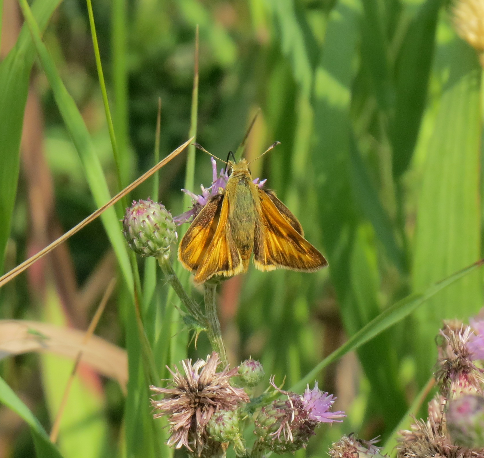 Butterfly, Moth, and Caterpillar Photographs from Alberta | Butterflies ...