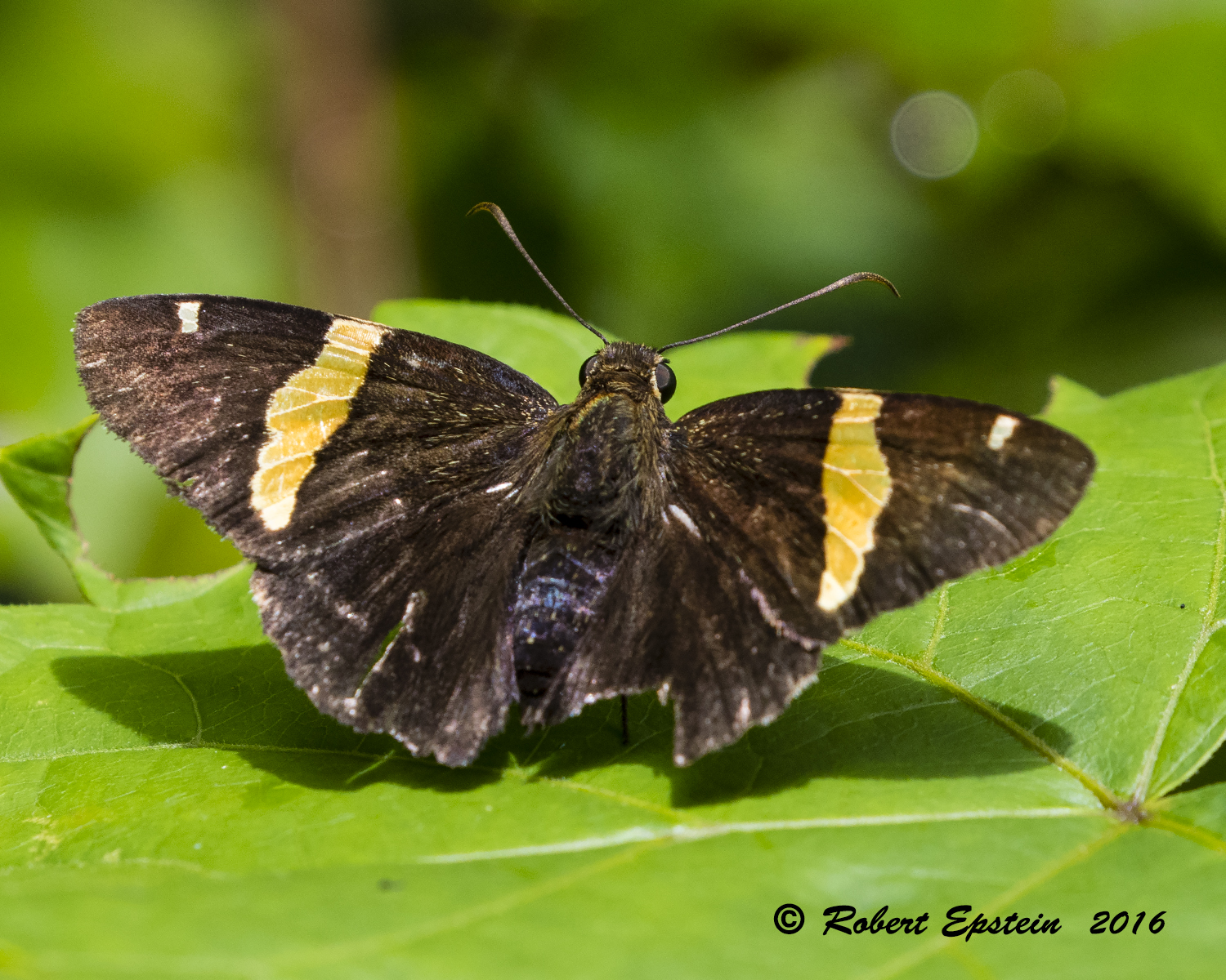 Sighting 1093120 | Butterflies and Moths of North America
