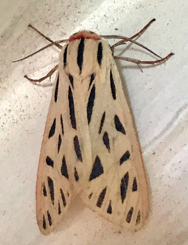 Sighting 1116580 | Butterflies and Moths of North America
