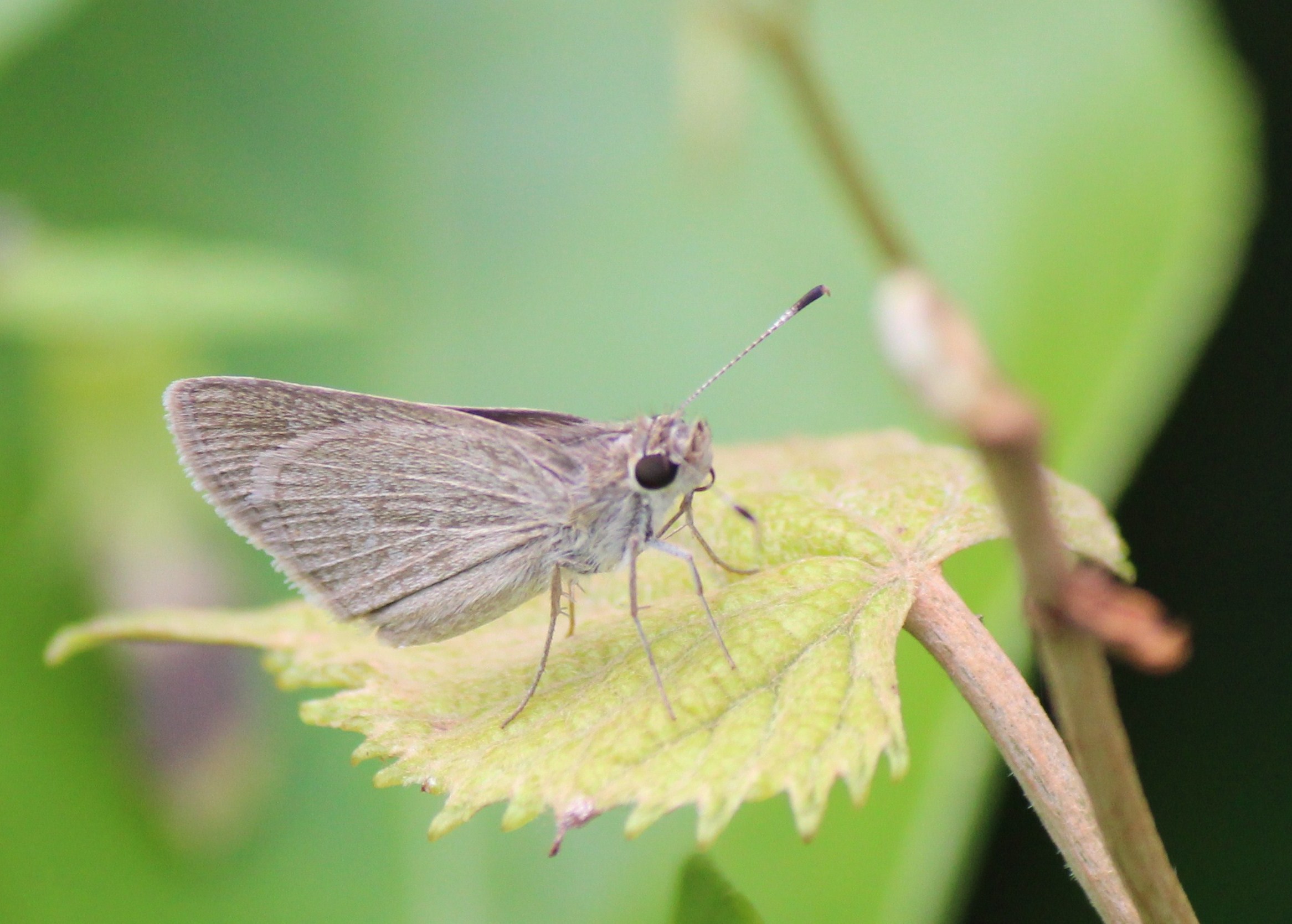 Butterfly, Moth, and Caterpillar Photographs from Chiapas | Butterflies ...