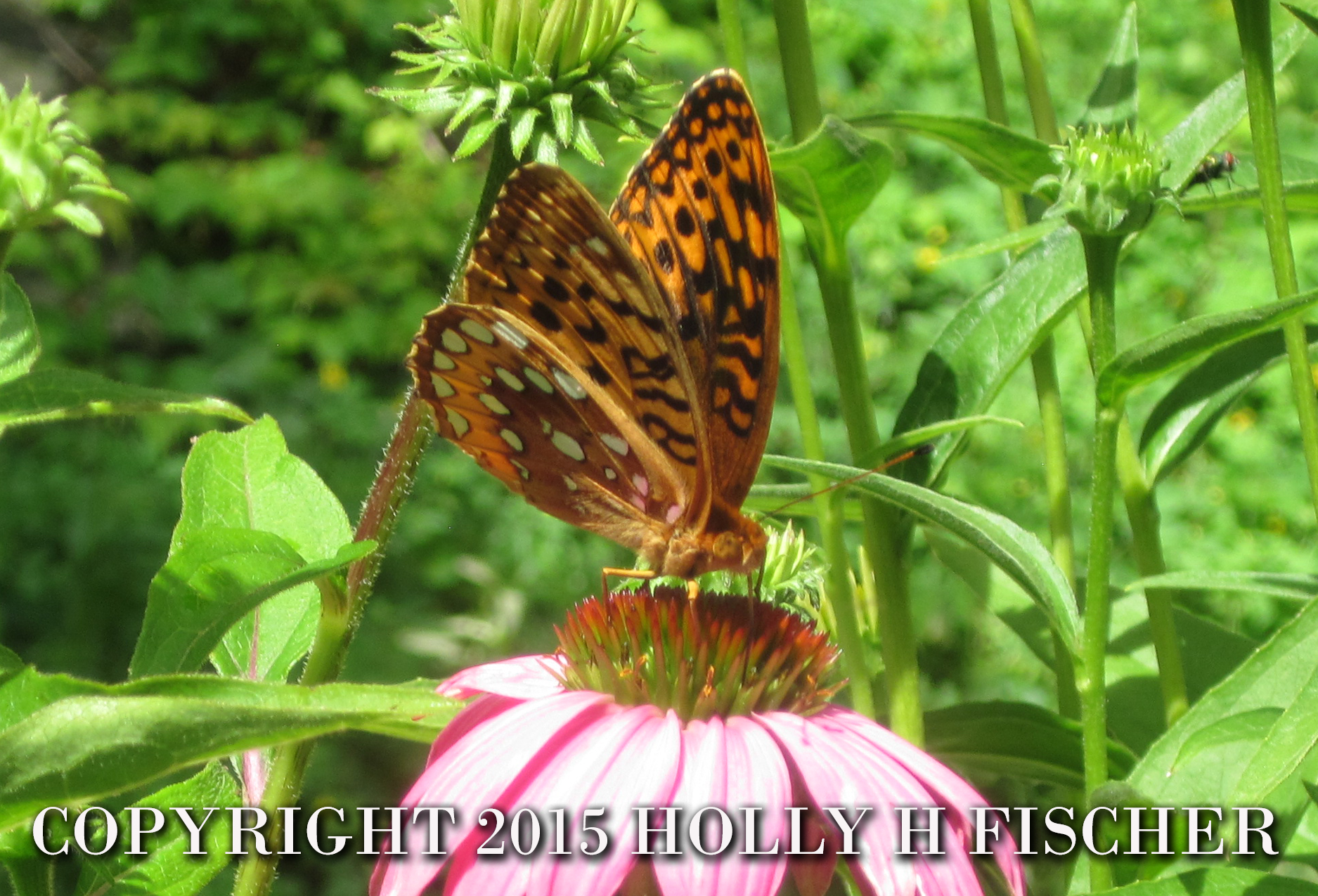 Butterfly, Moth, and Caterpillar Photographs from Dutchess County ...