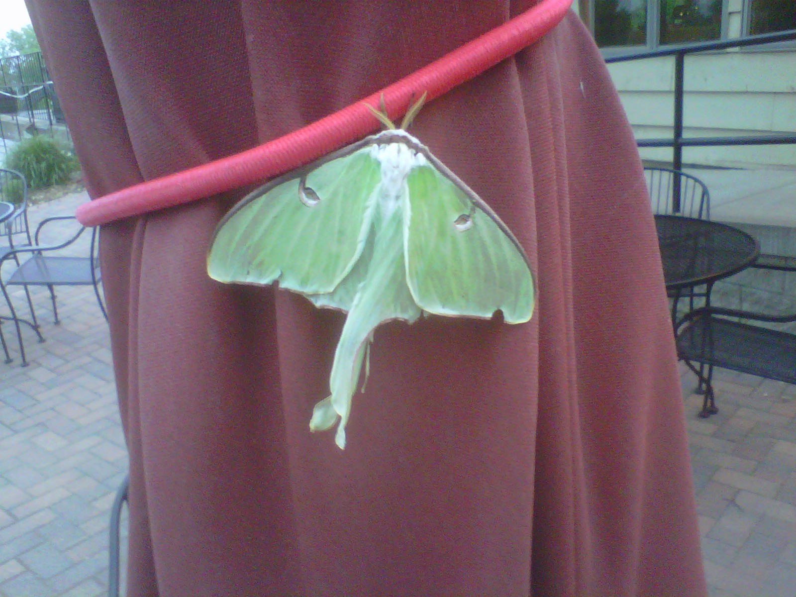 Photographs from Washington County | Butterflies and Moths of North America